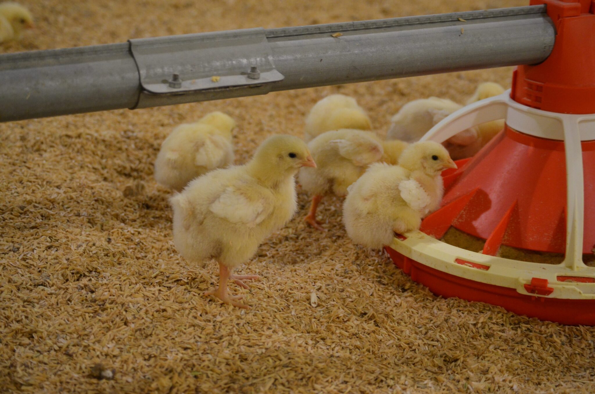 Impact ofNon-Starch Polysaccharides on Poultry Nutrition