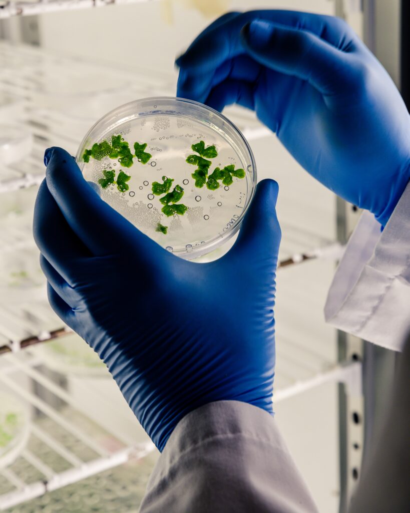 IMPACT OF PHYTOGENIC FORMULATION ON PERFORMANCE AND FATTY LIVER DISEASE ...